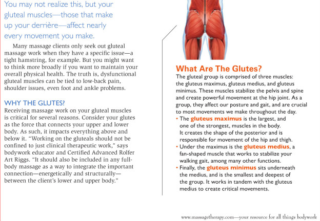 The All Important Gluts - Affect Nearly Every Movement You Make ...